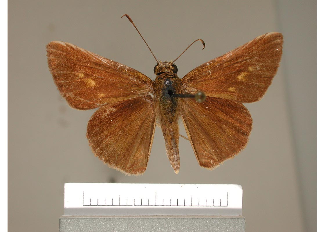 Papias trimacula (type specimens)