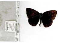 Aricoris thumbnails
