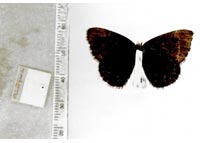 Aricoris thumbnails