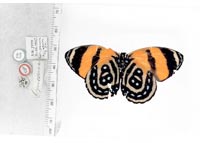 Callicore cynosura thumbnails