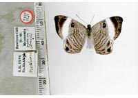 Mesosemia lamachus thumbnails