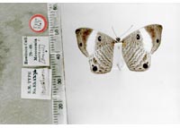 Mesosemia lamachus thumbnails