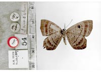 Mesosemia lamachus thumbnails