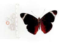 Panacea thumbnails