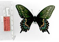 Papilio joanae thumbnails