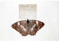 Pyrrhogyra neaerea thumbnails