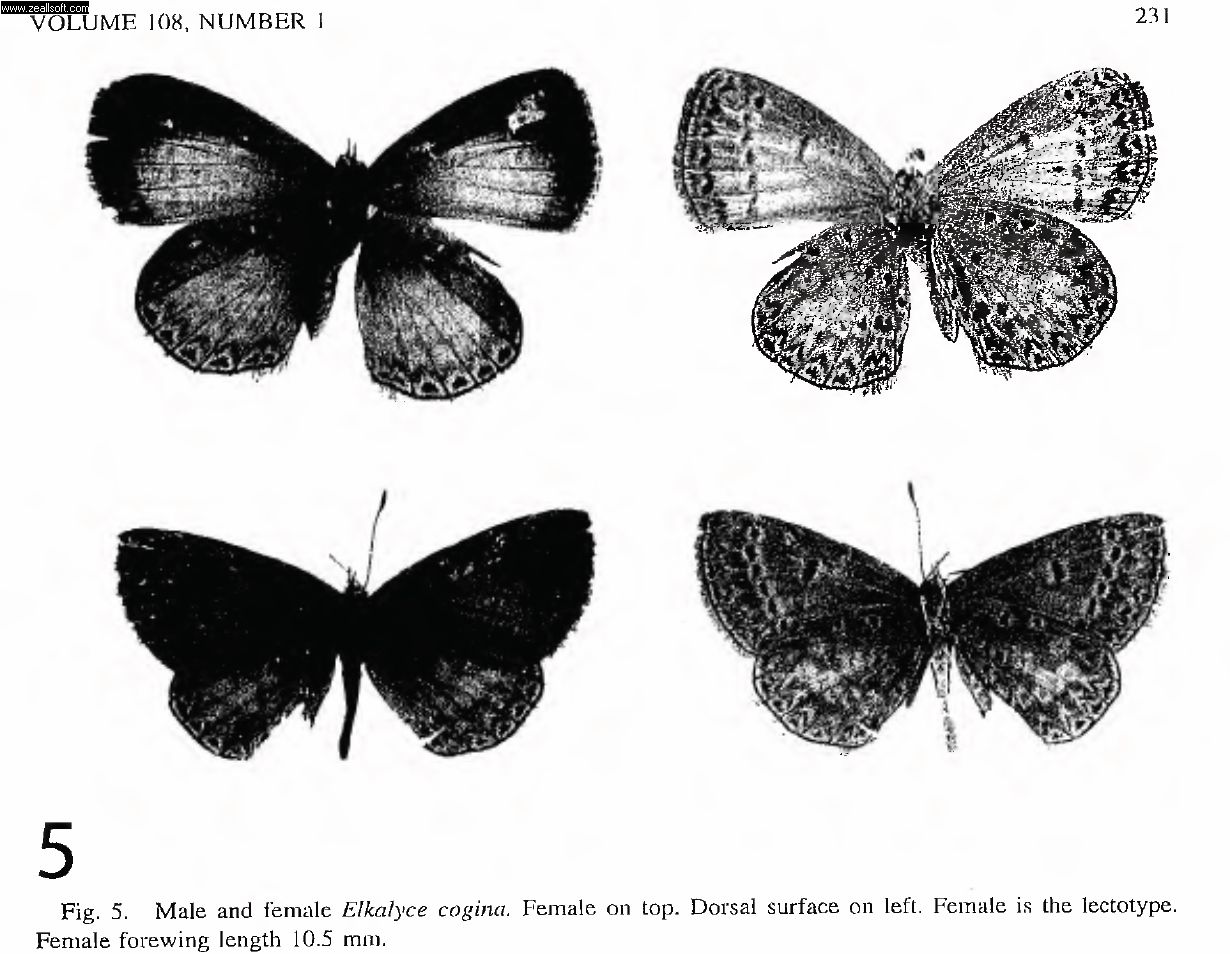 Elkalyce cogina (type specimens)