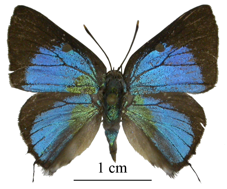 Oenomaus griseus (type specimens)