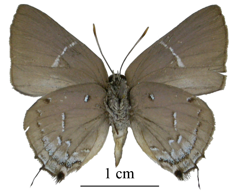 Oenomaus griseus (type specimens)