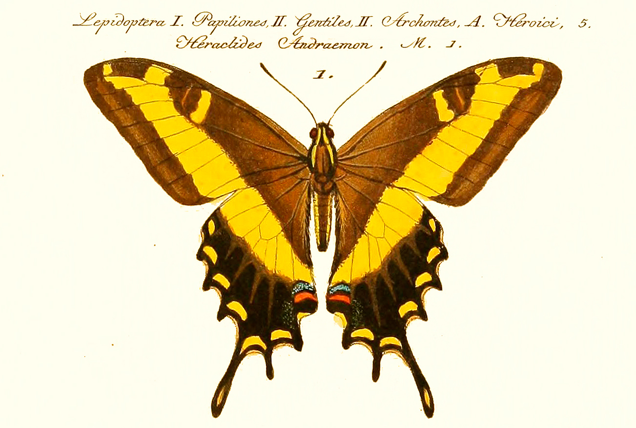 Heraclides a. andraemon (original illustrations)