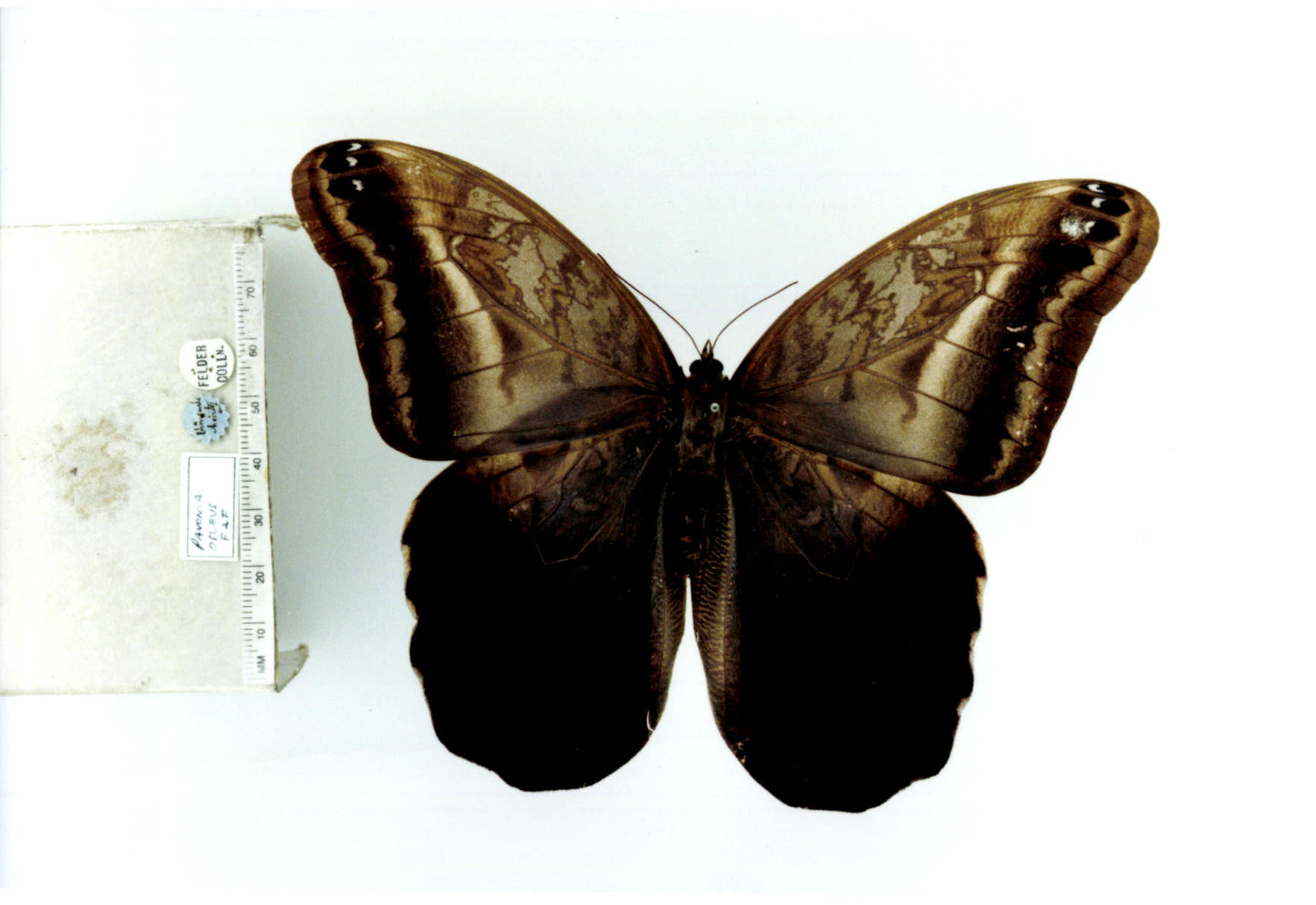 Caligo o. oileus TYPE, TL: Venezuela; Colombia