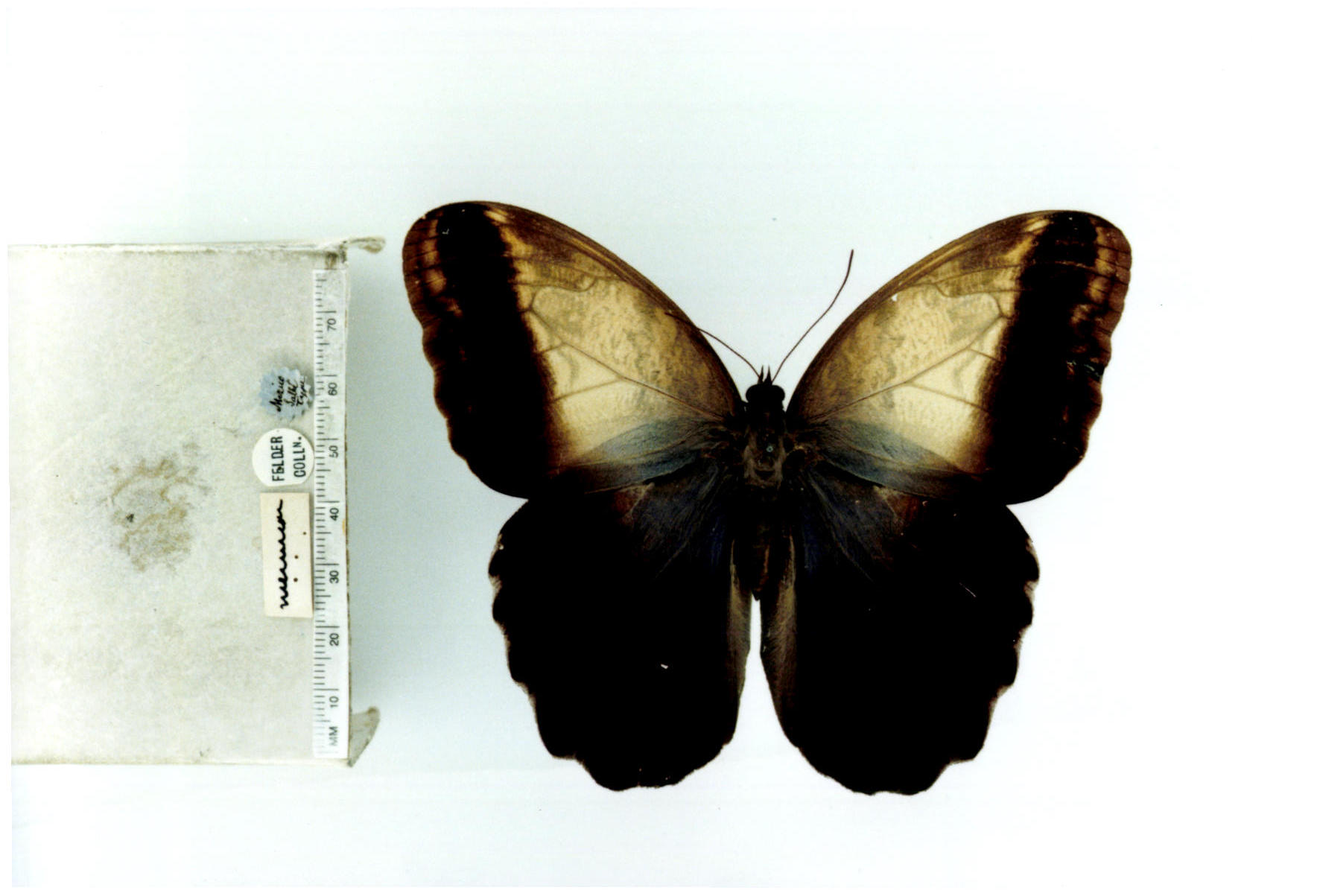 Caligo telamonius memnon (type specimens)