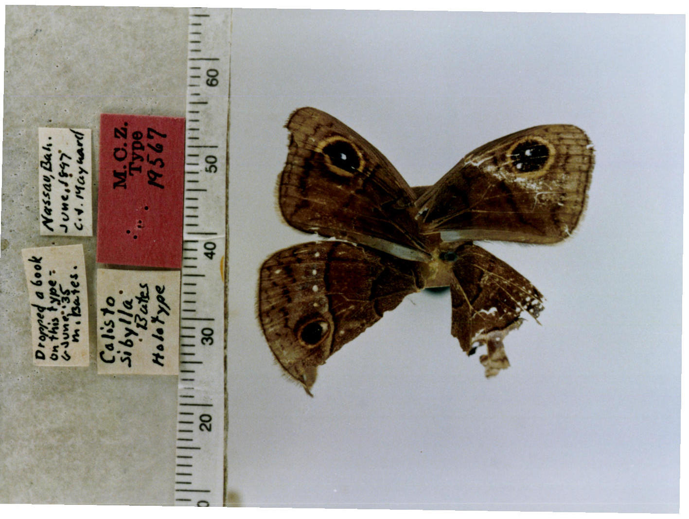 Calisto sibylla (type specimens)