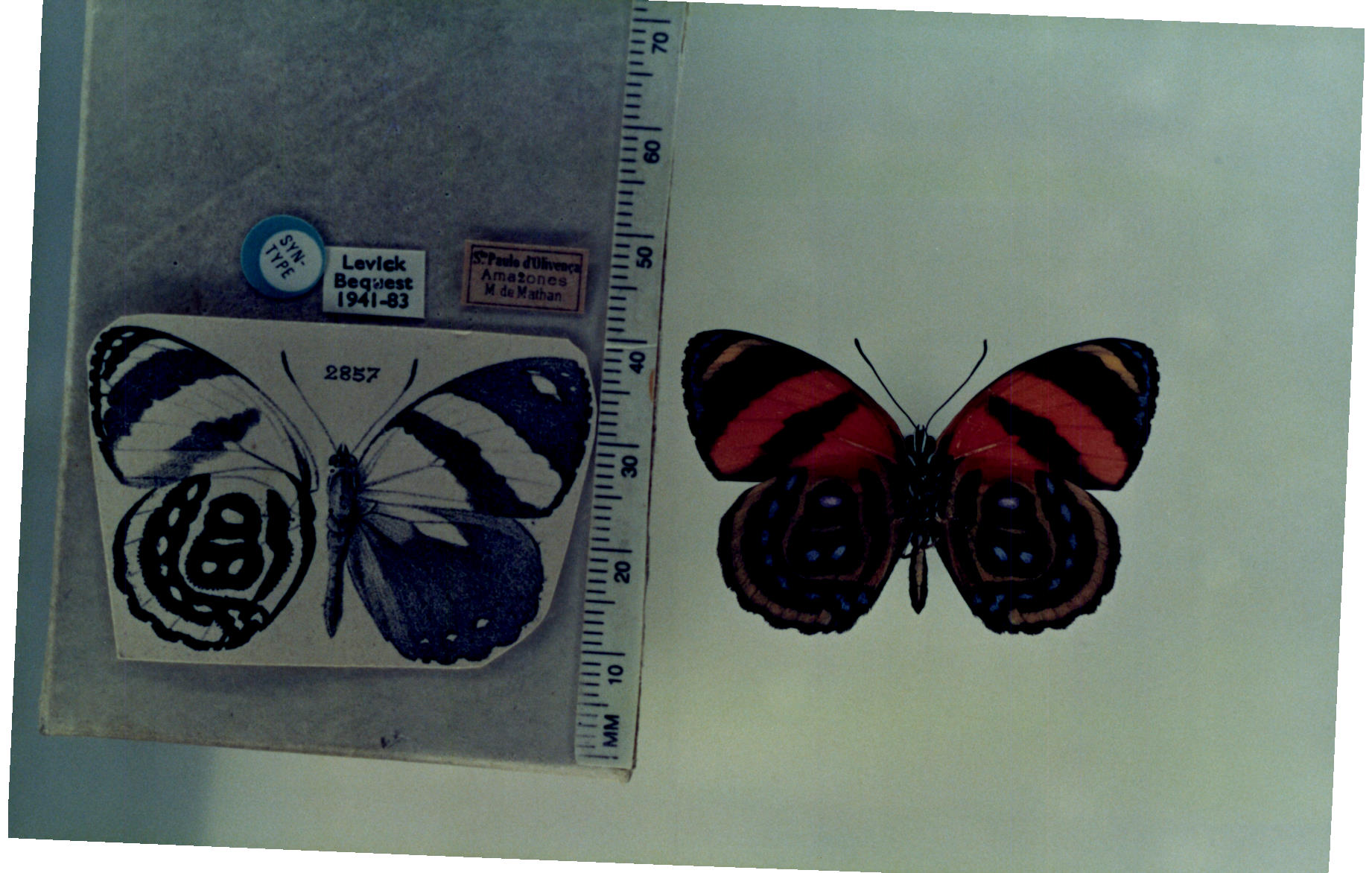 Callicore c. cynosura (type specimens)