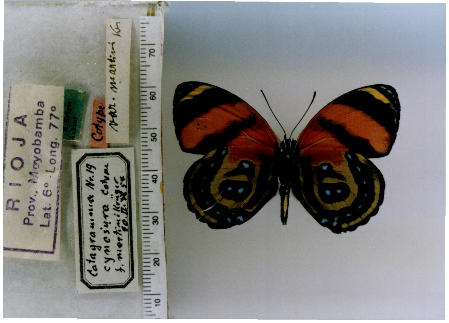Callicore c. cynosura (type specimens)