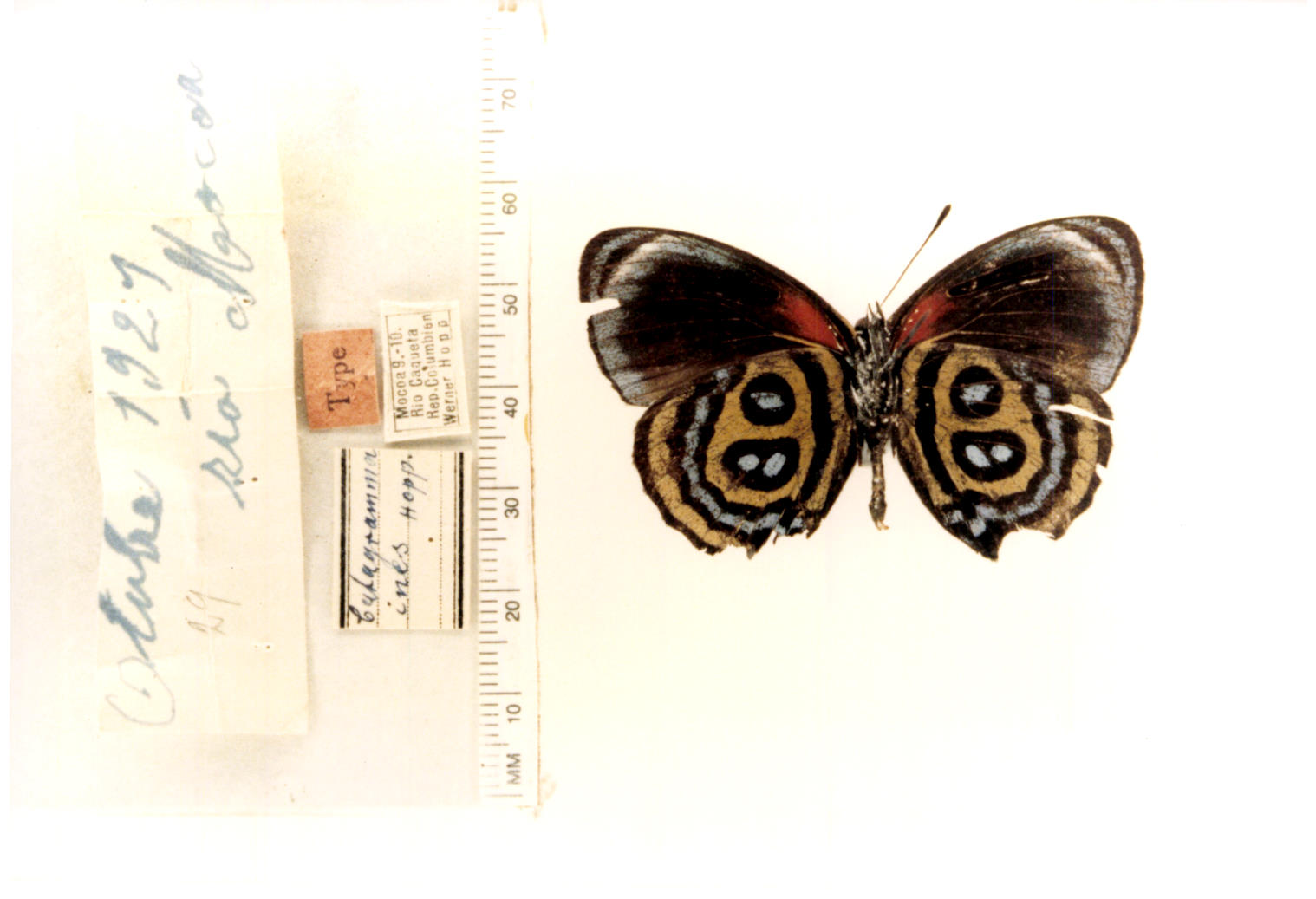 Callicore ines TYPE, TL: Colombia