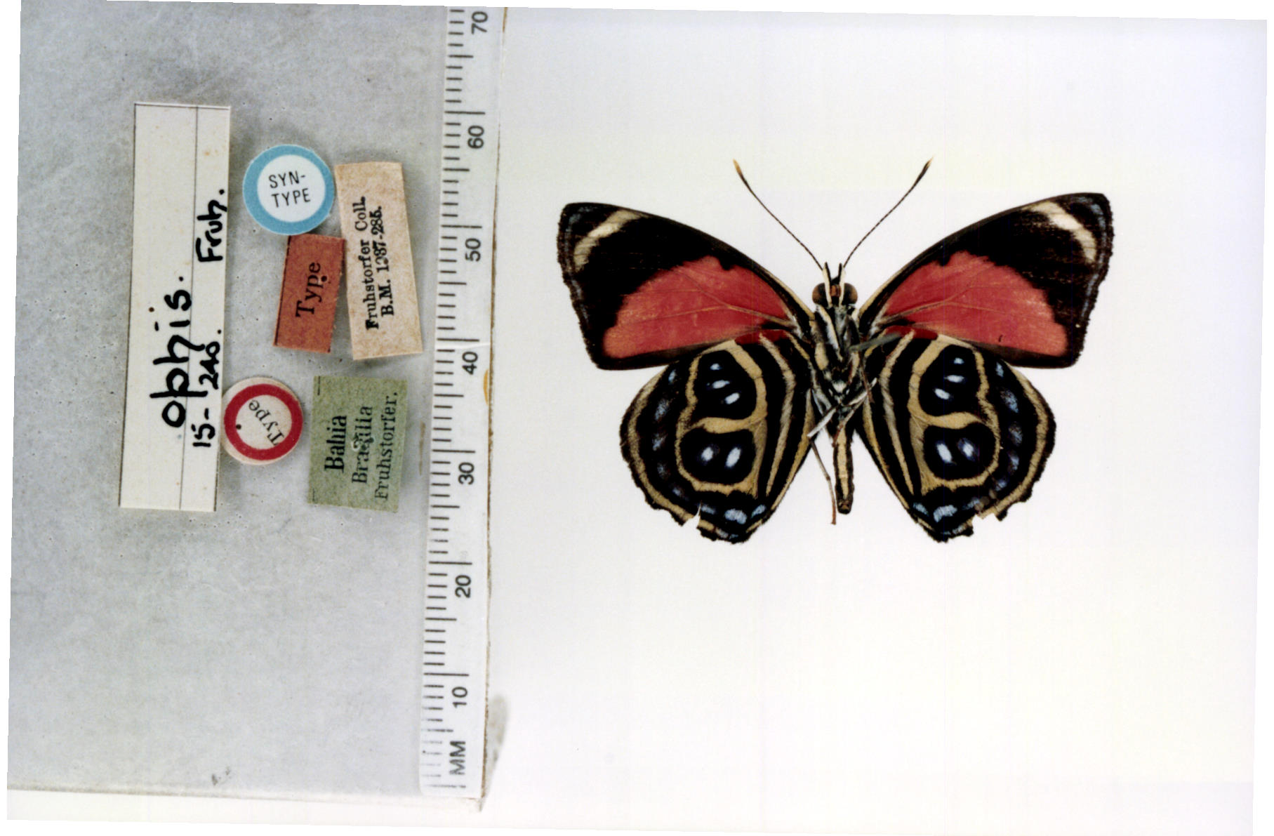 Catagramma p. pygas (type specimens)