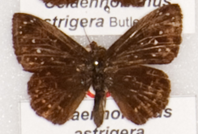Celaenorrhinus astrigera (type specimens)