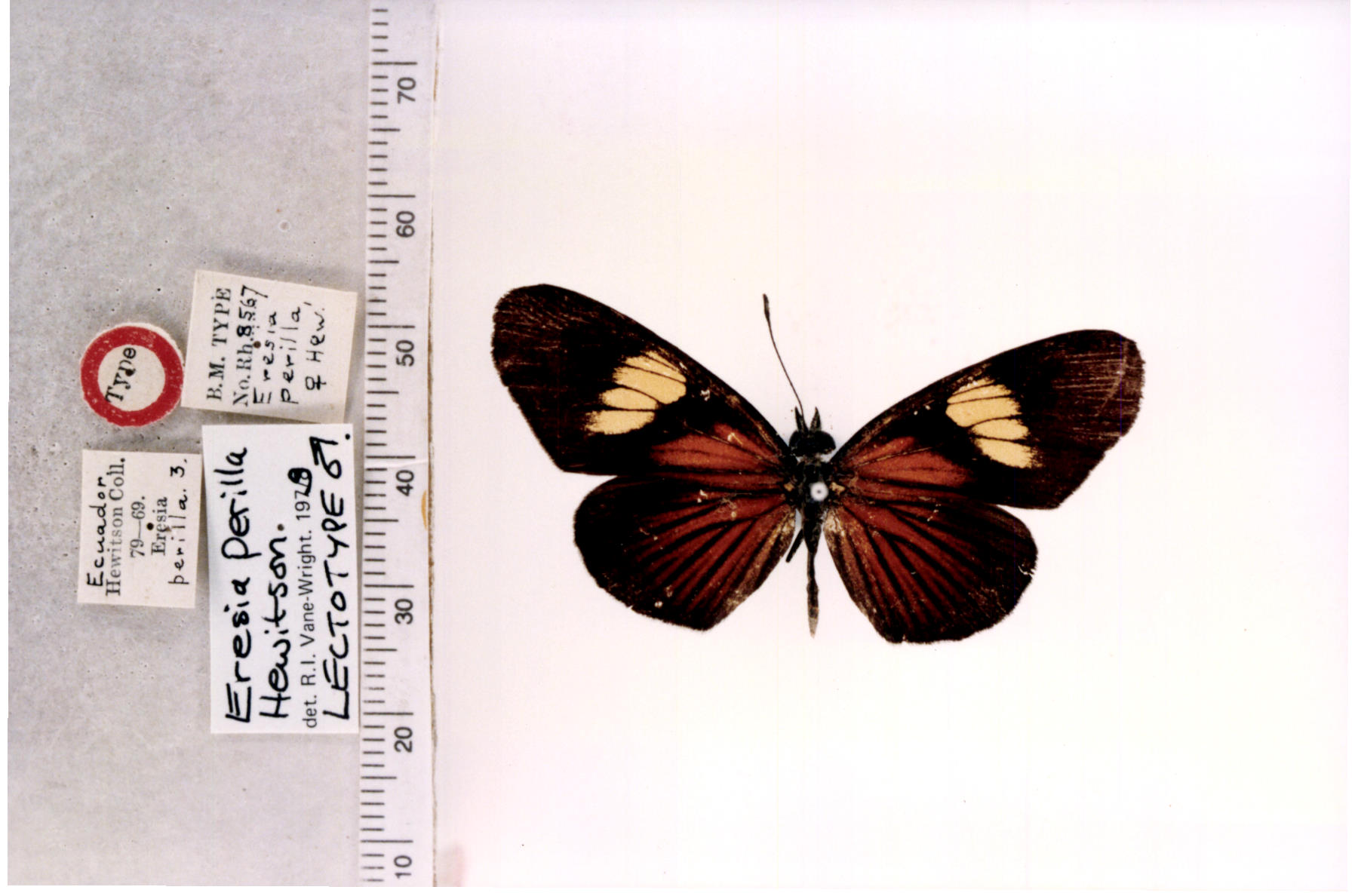 Castilia perilla (type specimens)