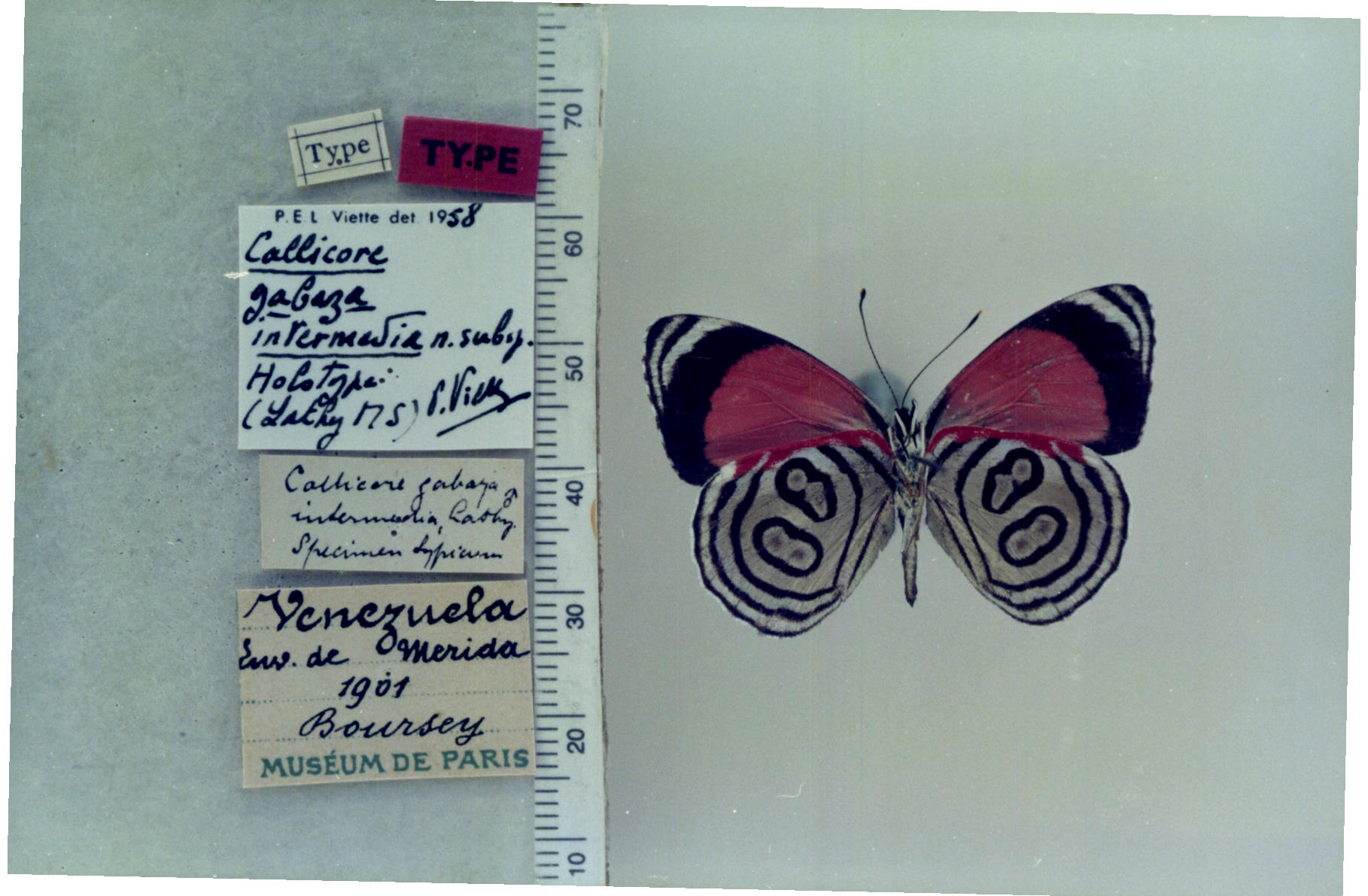 Diaethria gabaza gabazina (type specimens)