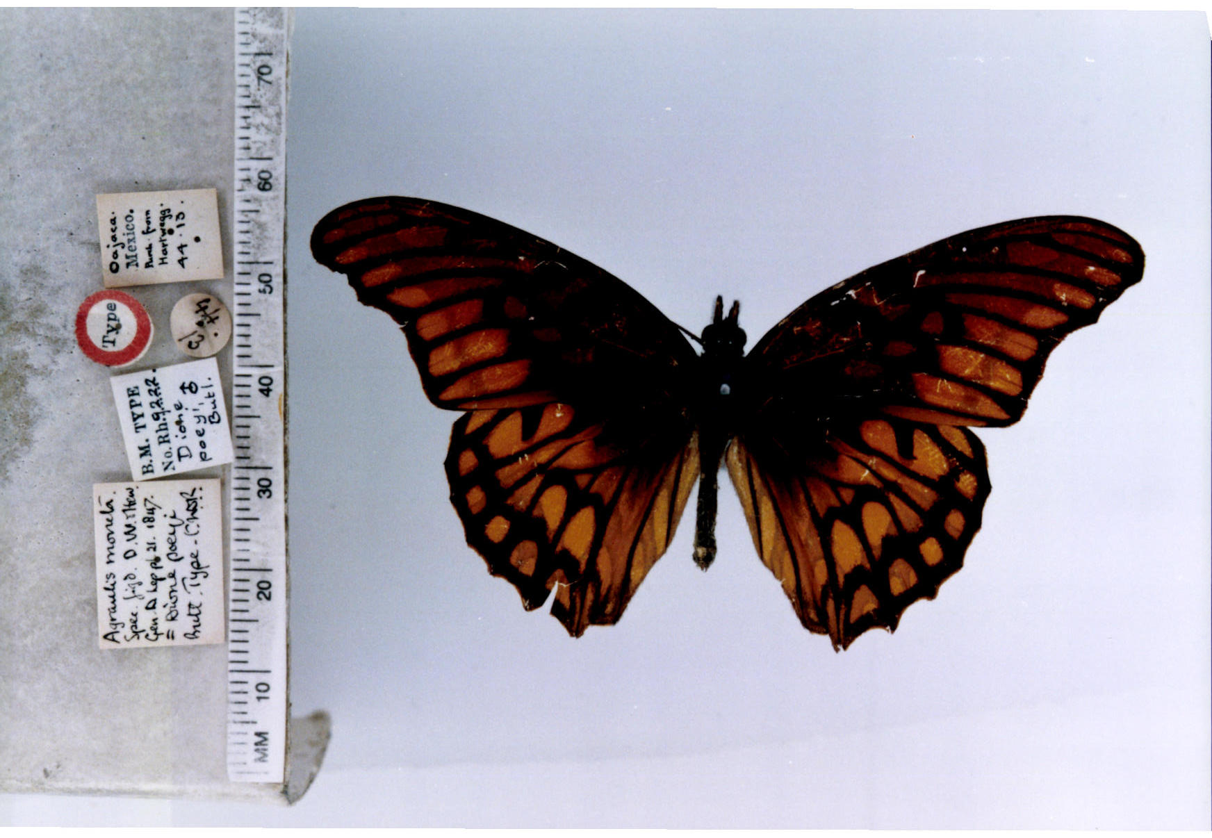 Dione moneta poeyii (type specimens)