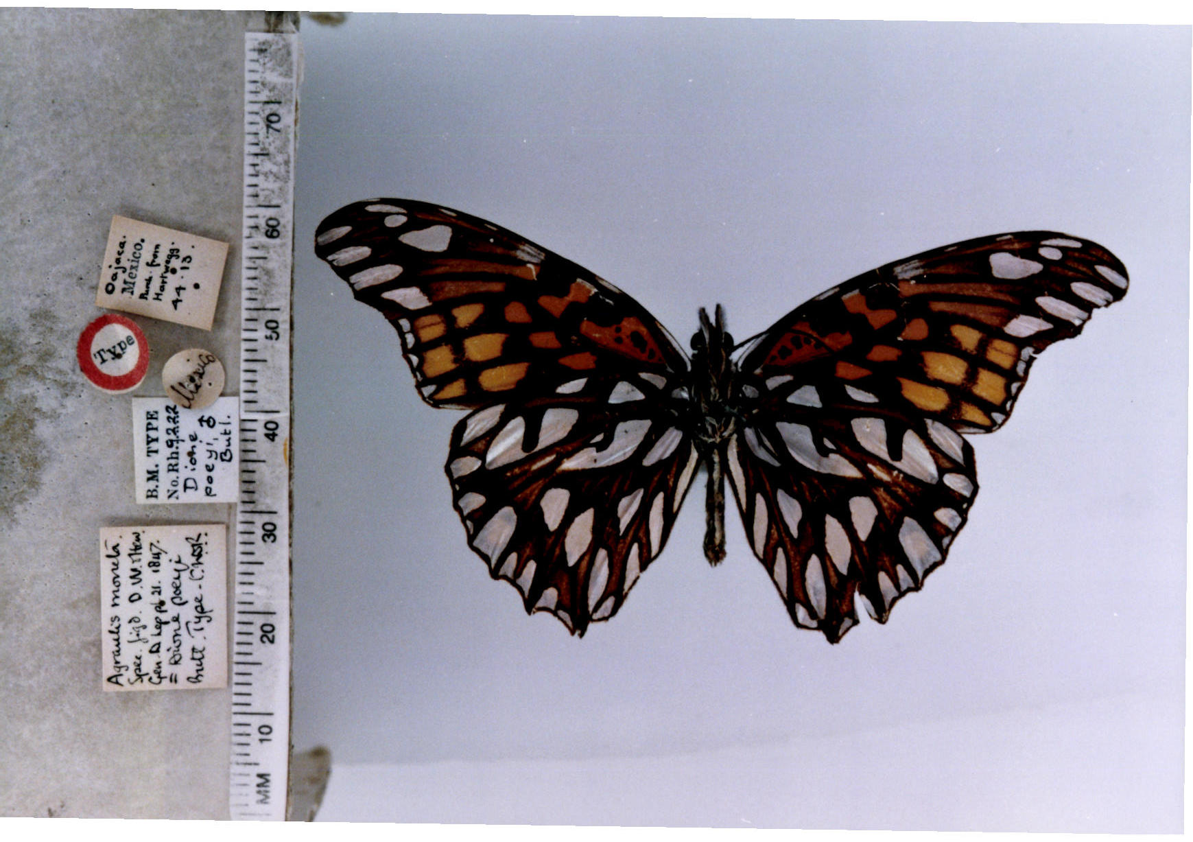 Dione moneta poeyii (type specimens)