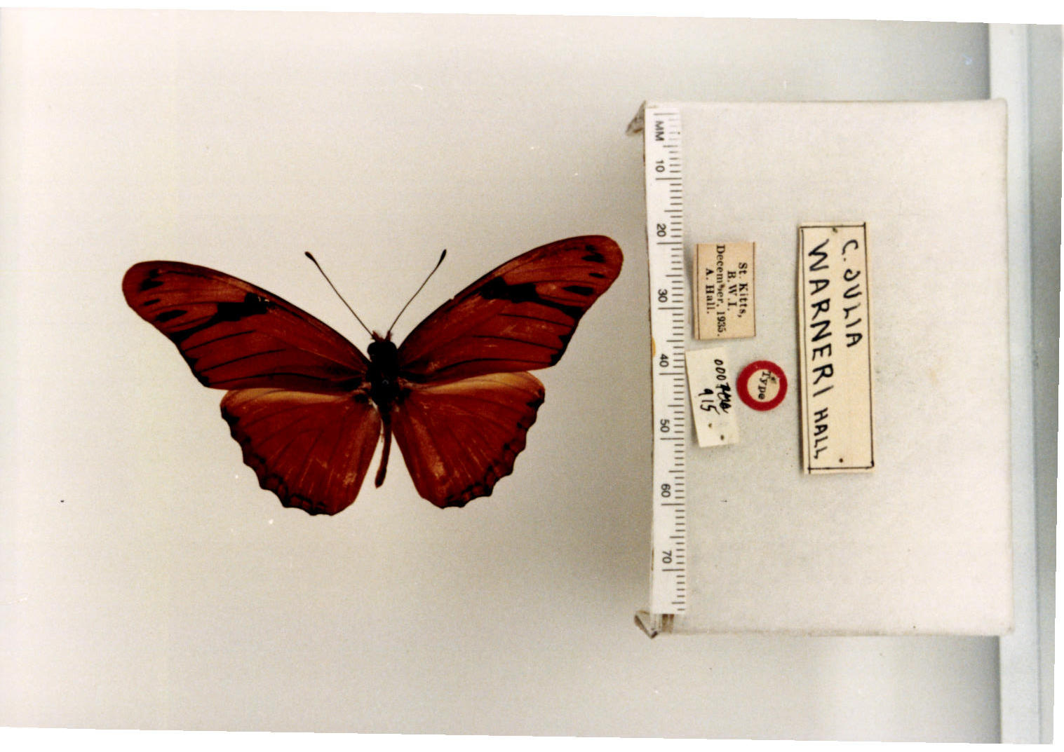 Dryas dominicana warneri (type specimens)