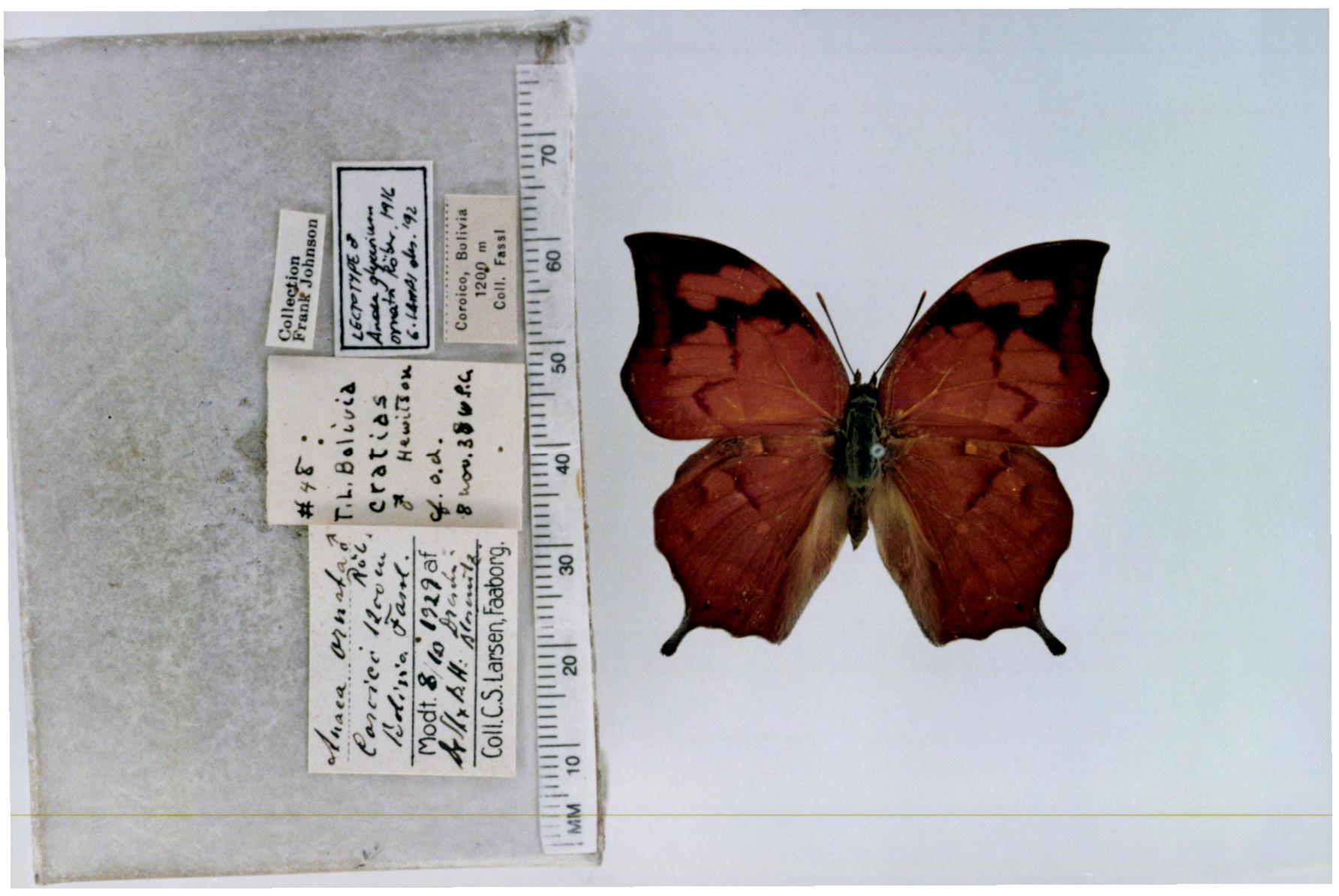 Fountainea glycerium cratais (type specimens)