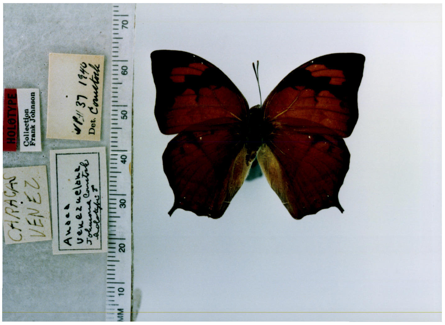 Fountainea glycerium venezuelana (type specimens)