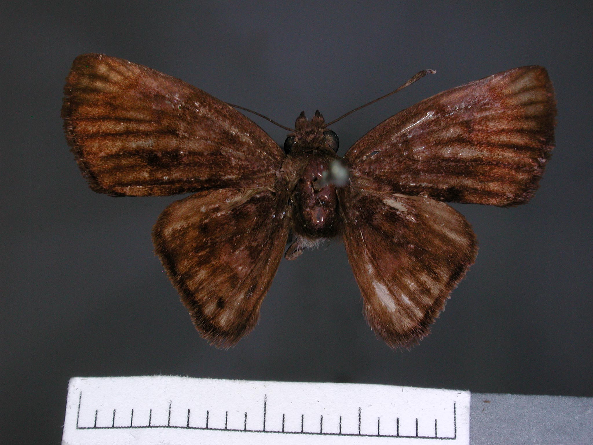 Pellicia t. tyana (TYPE of Hemipteris fumida Mabille, 1889, TL: Brazil ...
