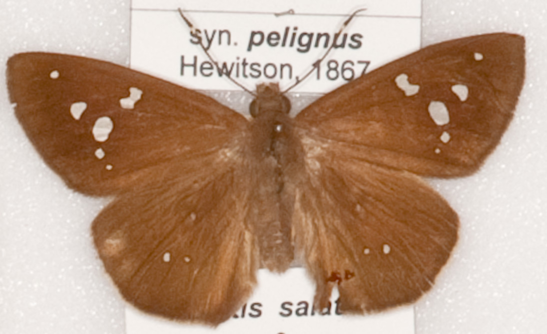 Salatis salatis (type specimens)