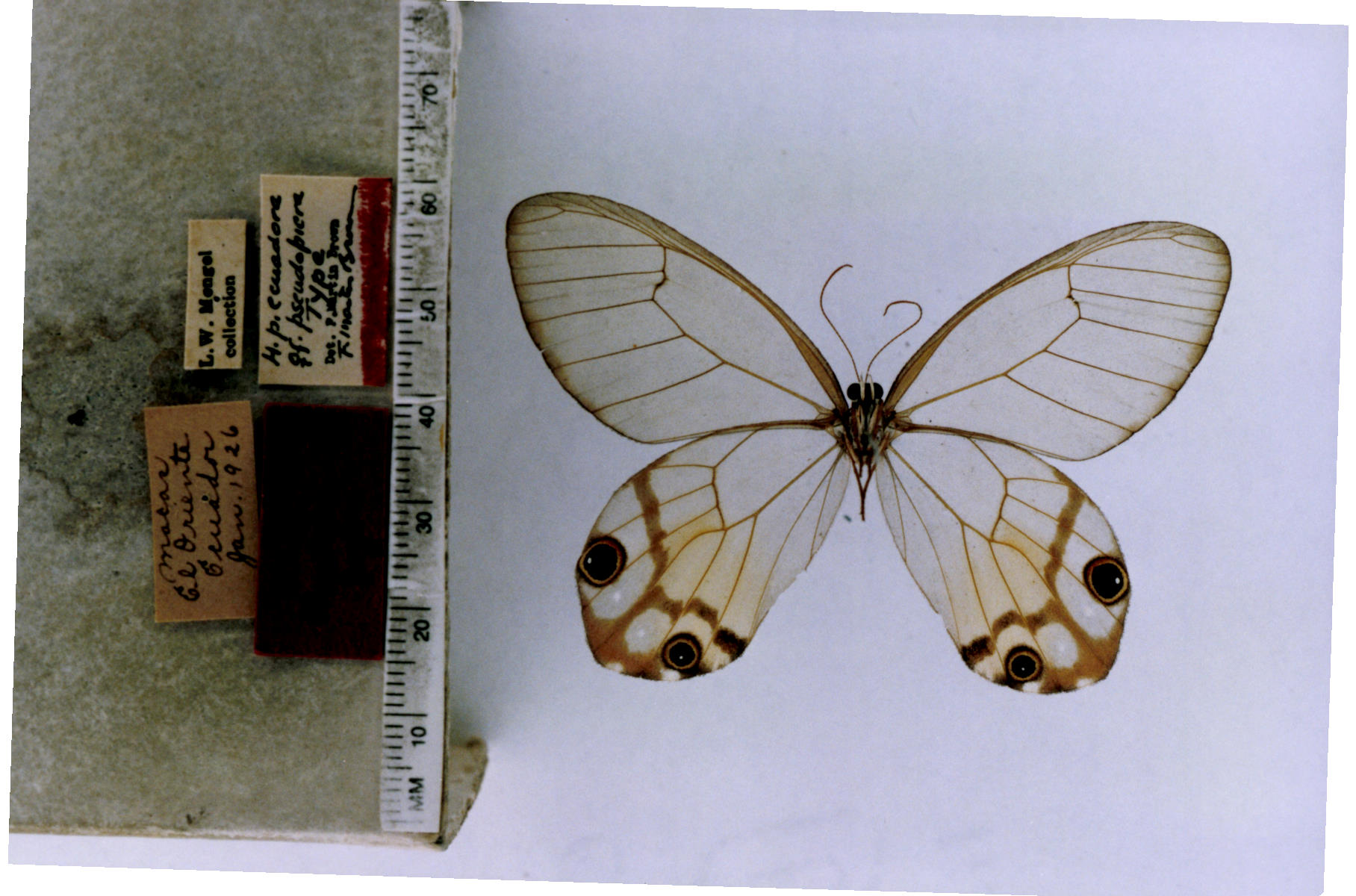 Haetera piera negra (type specimens)