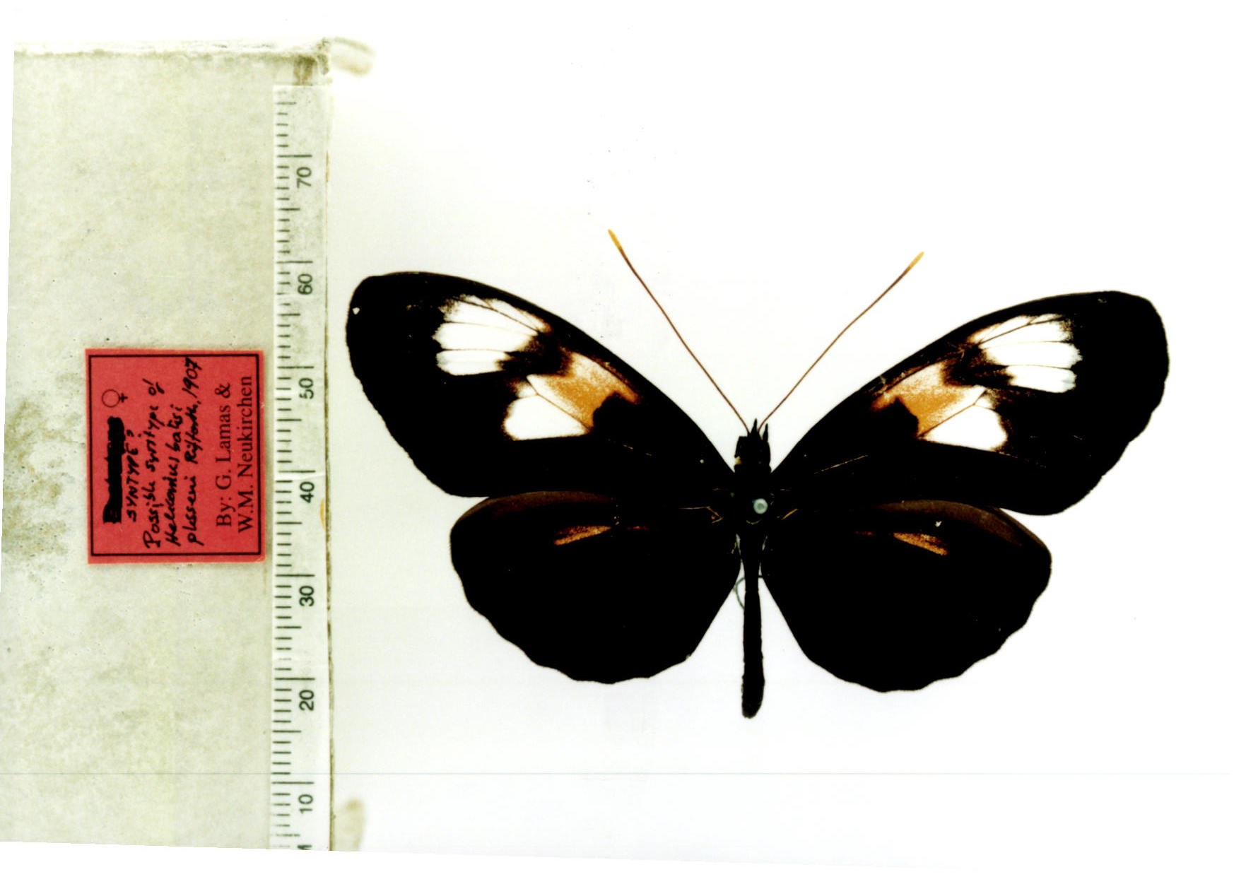 Heliconius melpomene plesseni (type specimens)