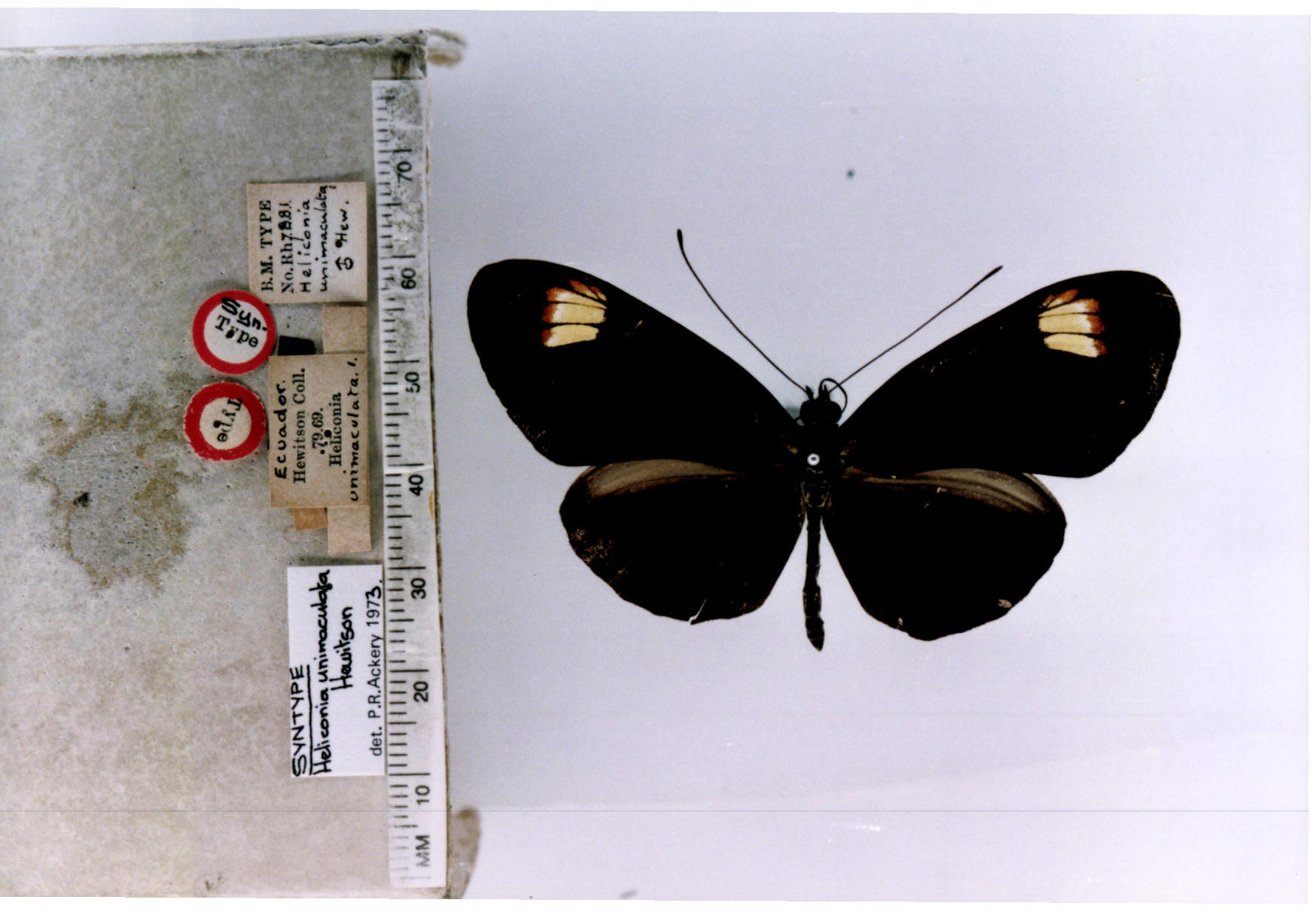 Heliconius melpomene plesseni (type specimens)