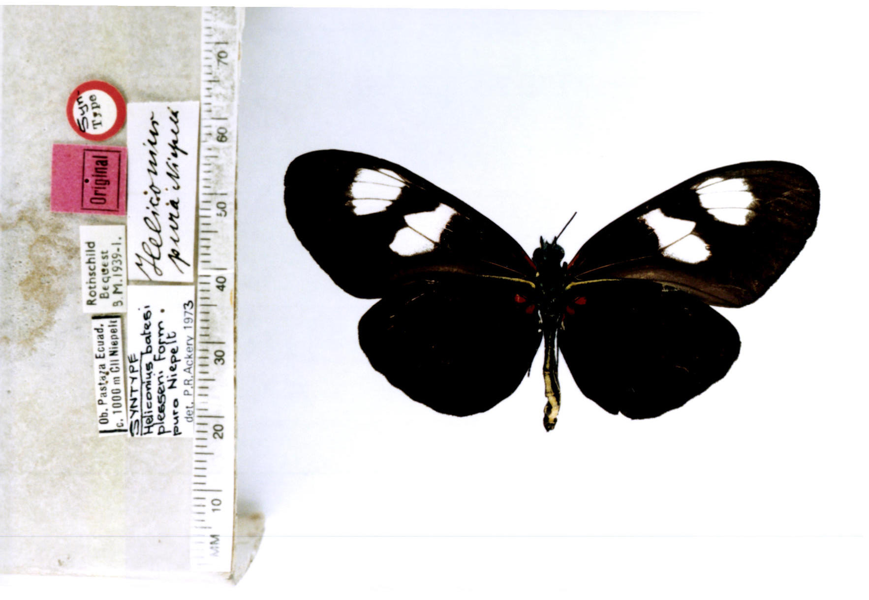 Heliconius melpomene plesseni (type specimens)