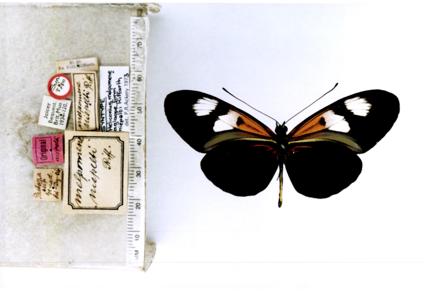 Heliconius melpomene plesseni (type specimens)