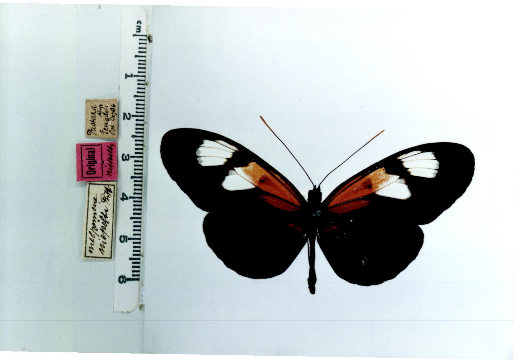 Heliconius melpomene plesseni (type specimens)