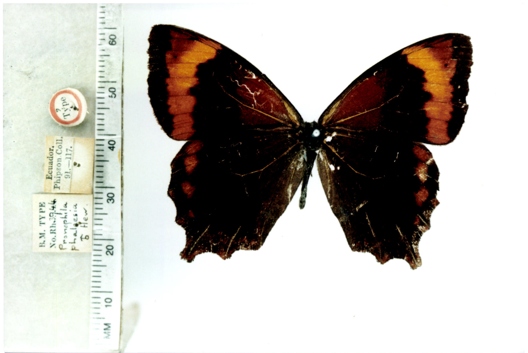 Lasiophila p. phalaesia (type specimens)