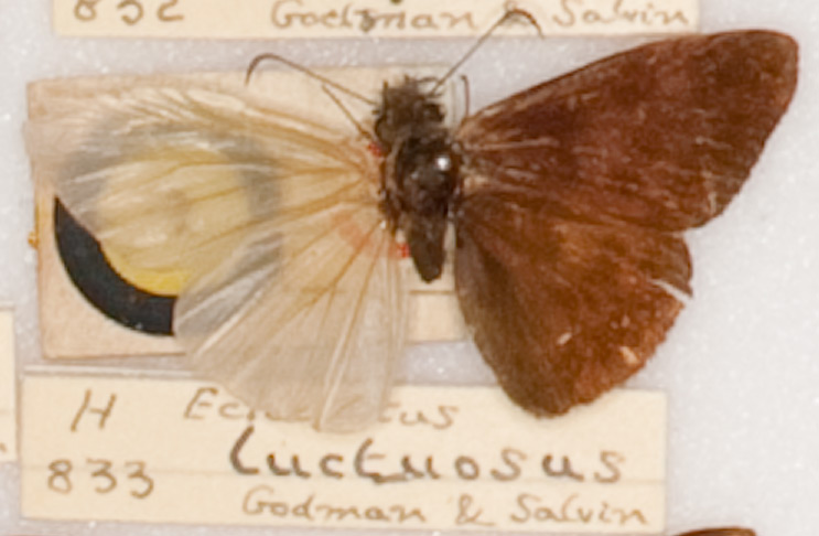Tolius luctuosus (type specimens)