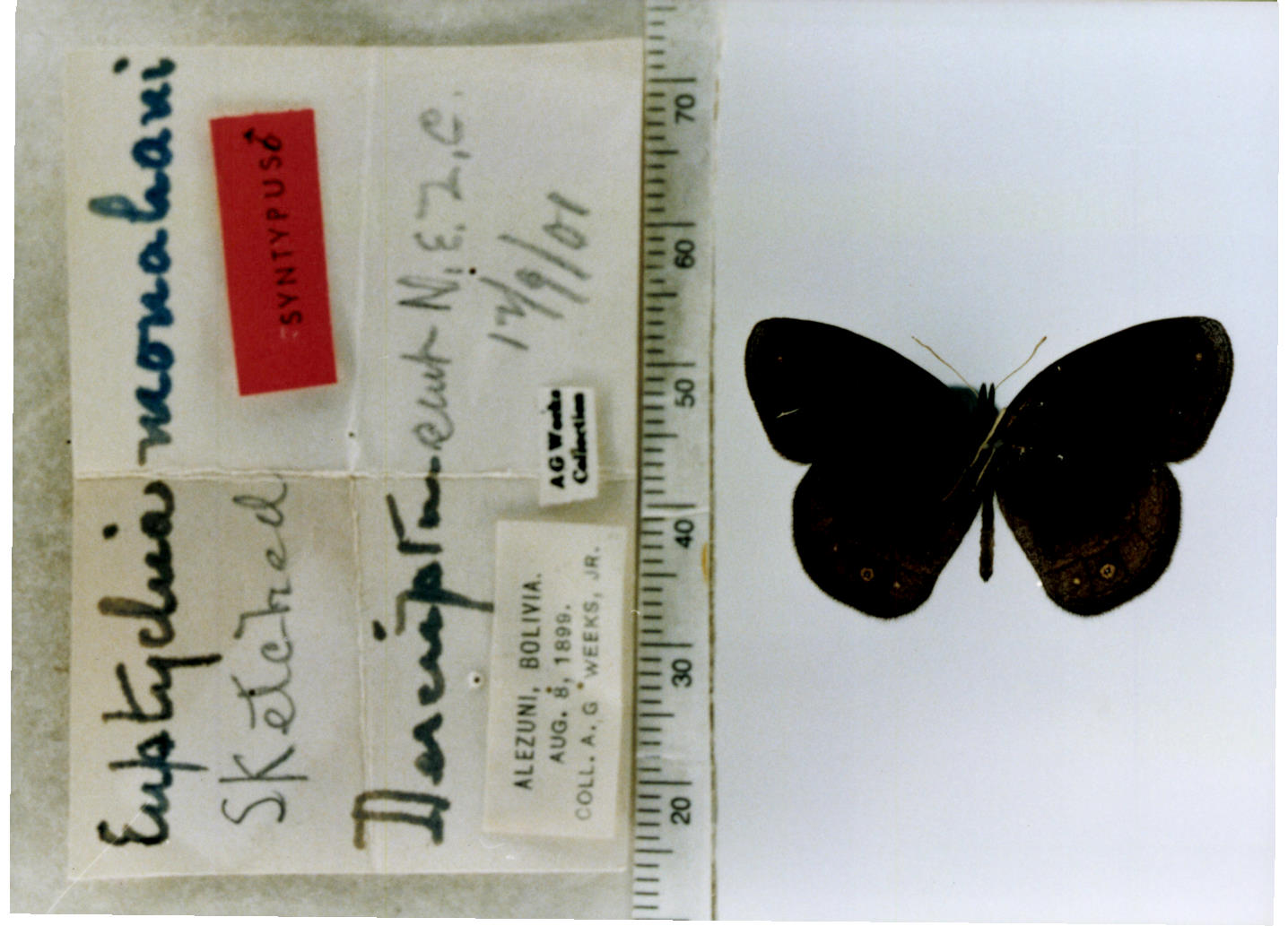 Manerebia cyclopella (type specimens)