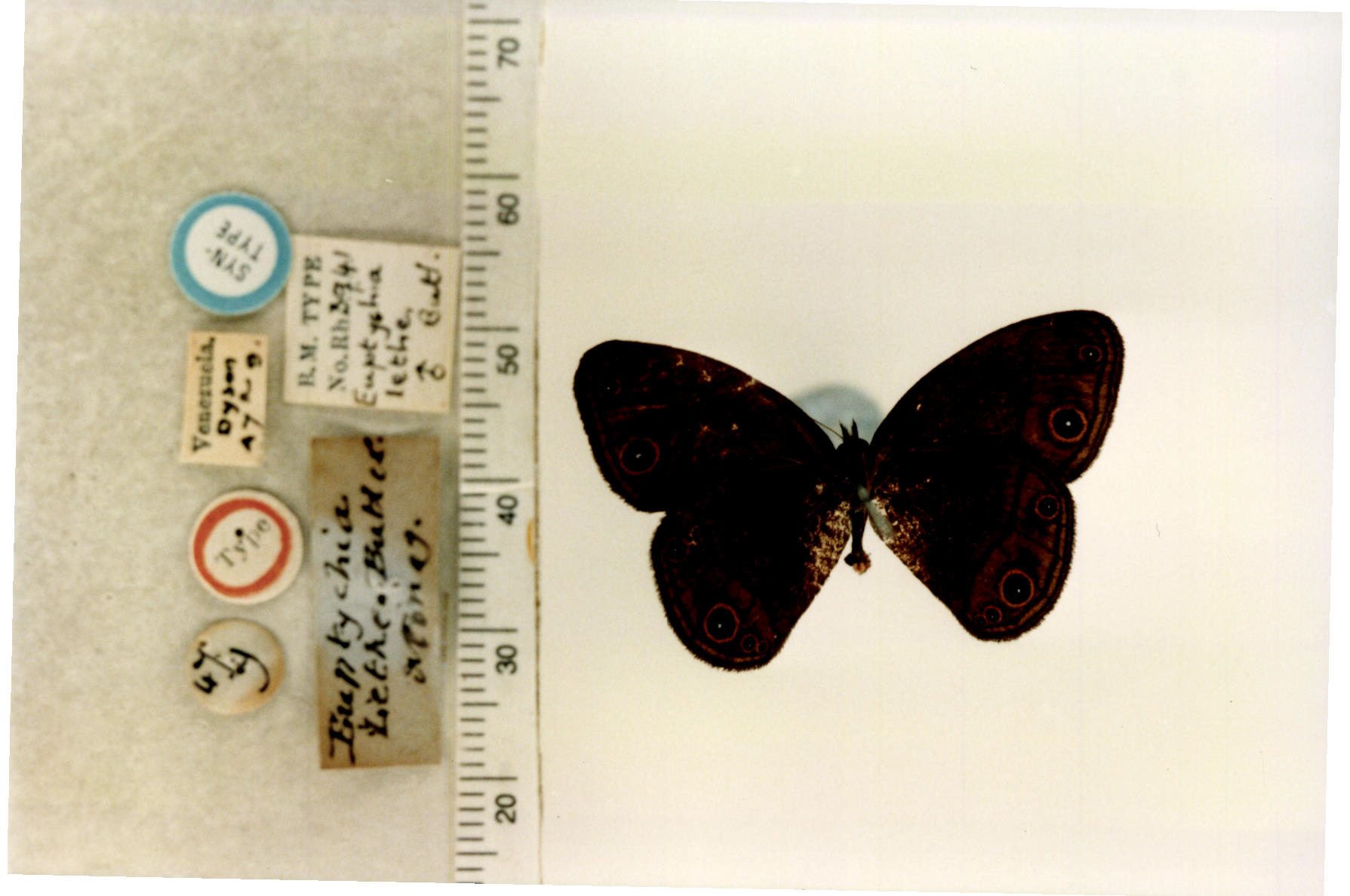 Manerebia mycalesoides (TYPE of Euptychia lethe A. Butler, 1867, TL ...