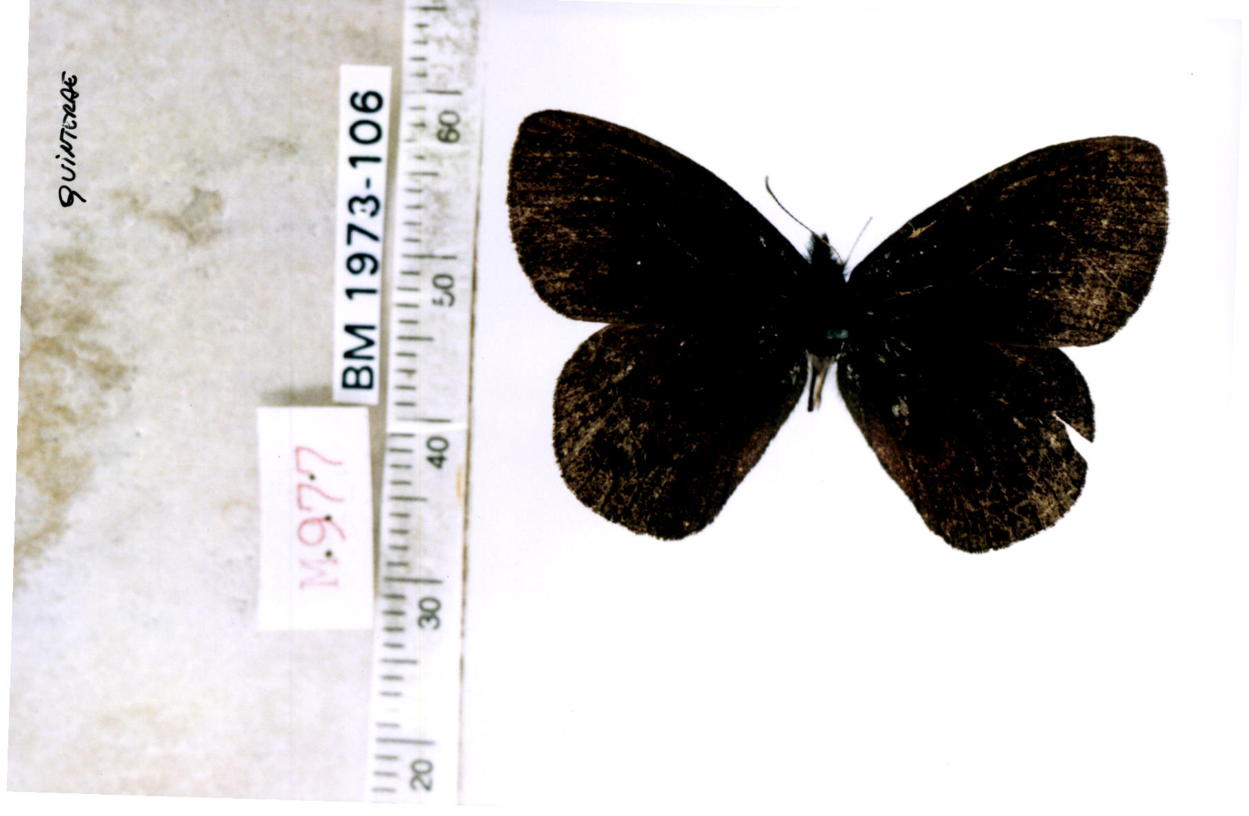 Manerebia quinterae (type specimens)