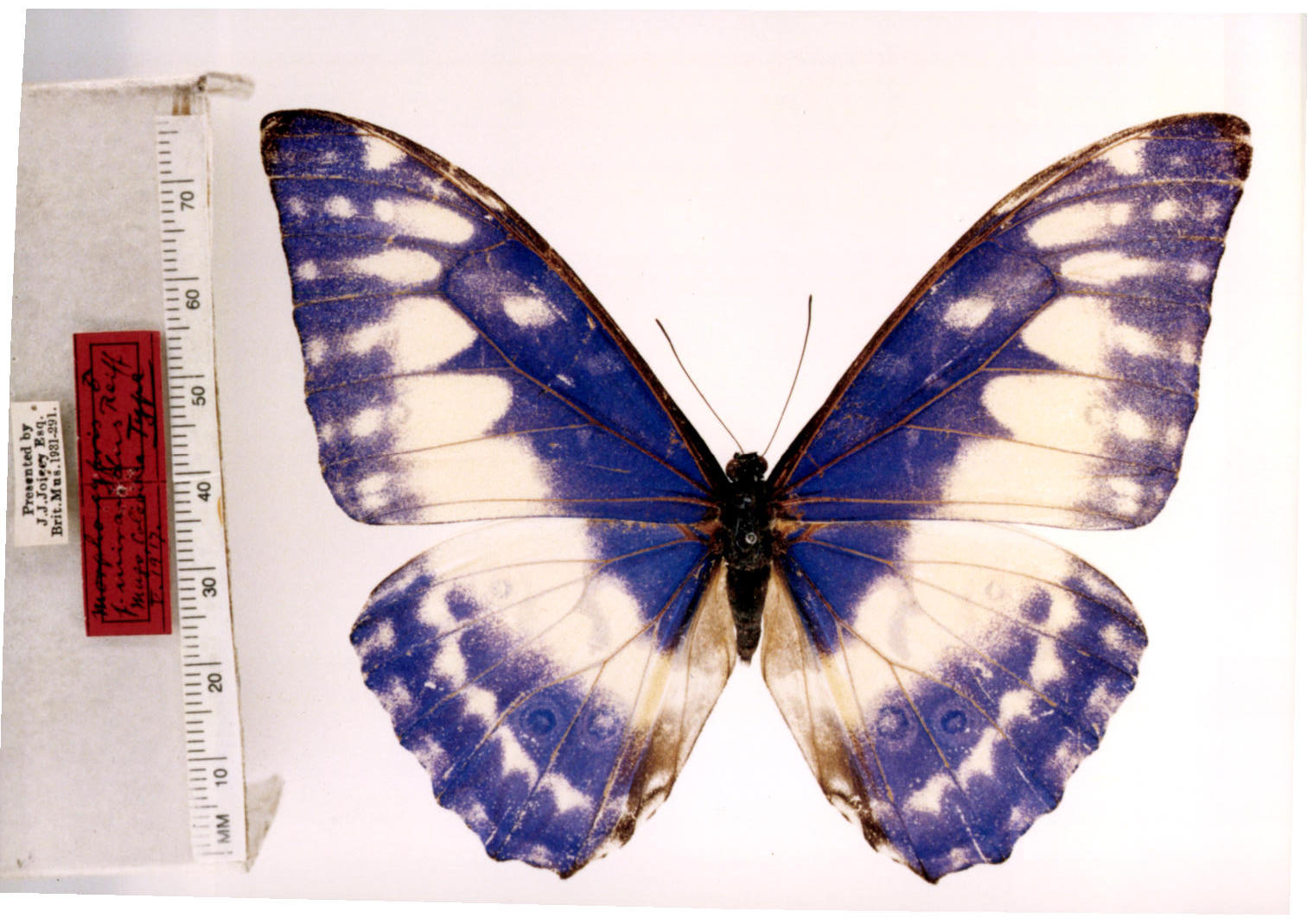 Morpho c. cypris (type specimens)