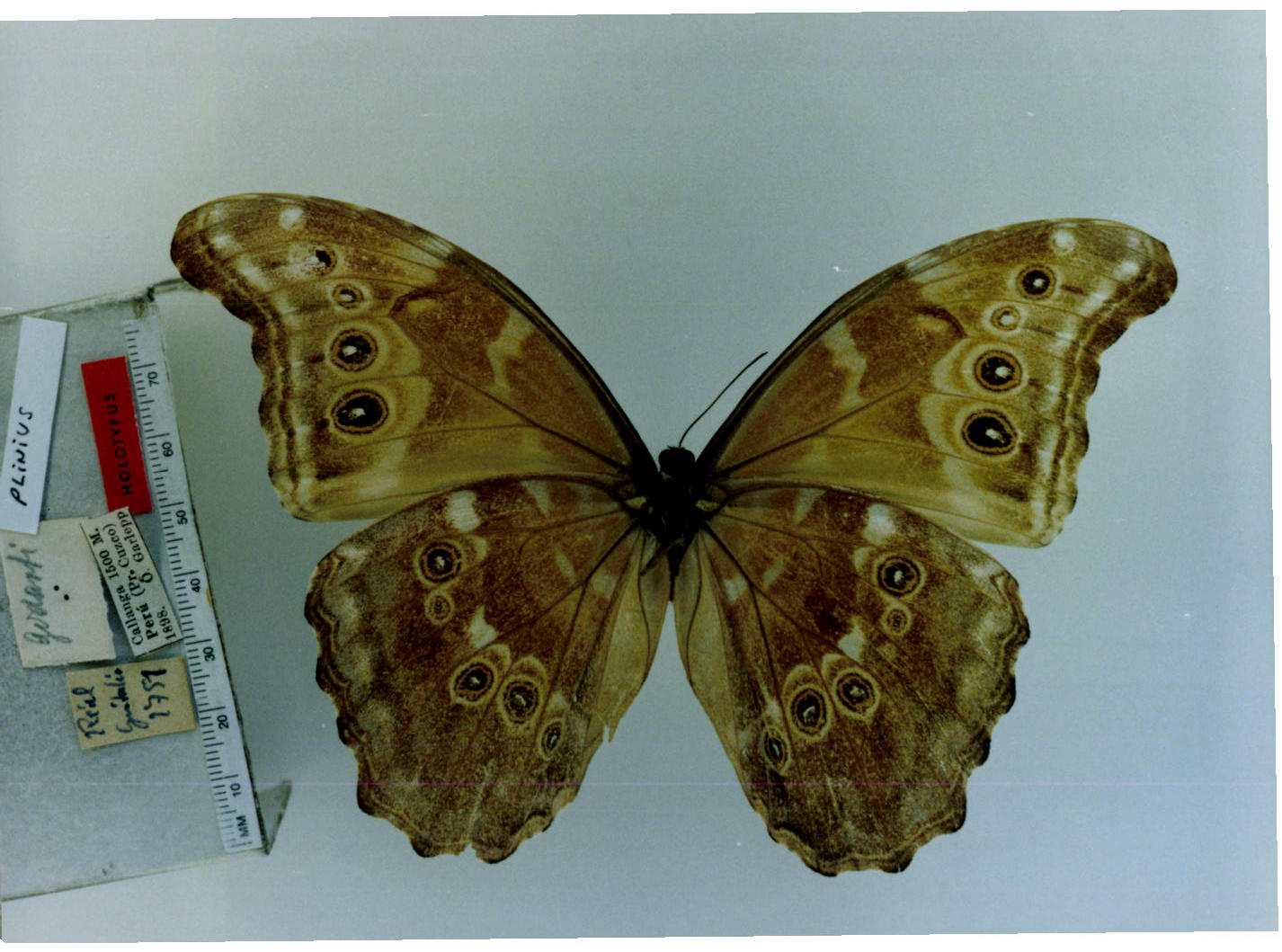 Morpho menelaus assarpai (type specimens)