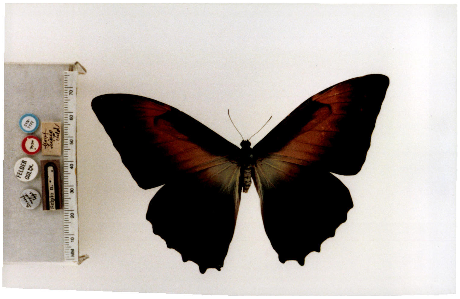 Morpho t. telemachus (type specimens)