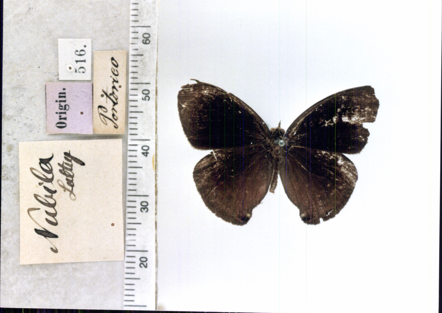 Calisto nubila (type specimens)