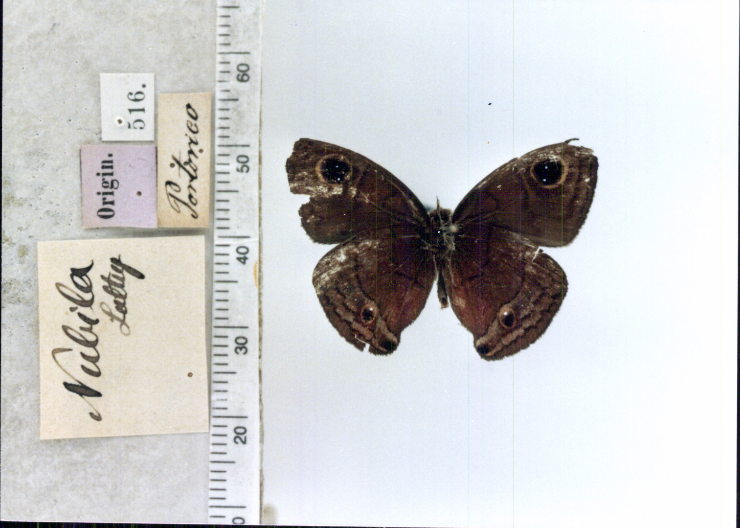Calisto nubila (type specimens)