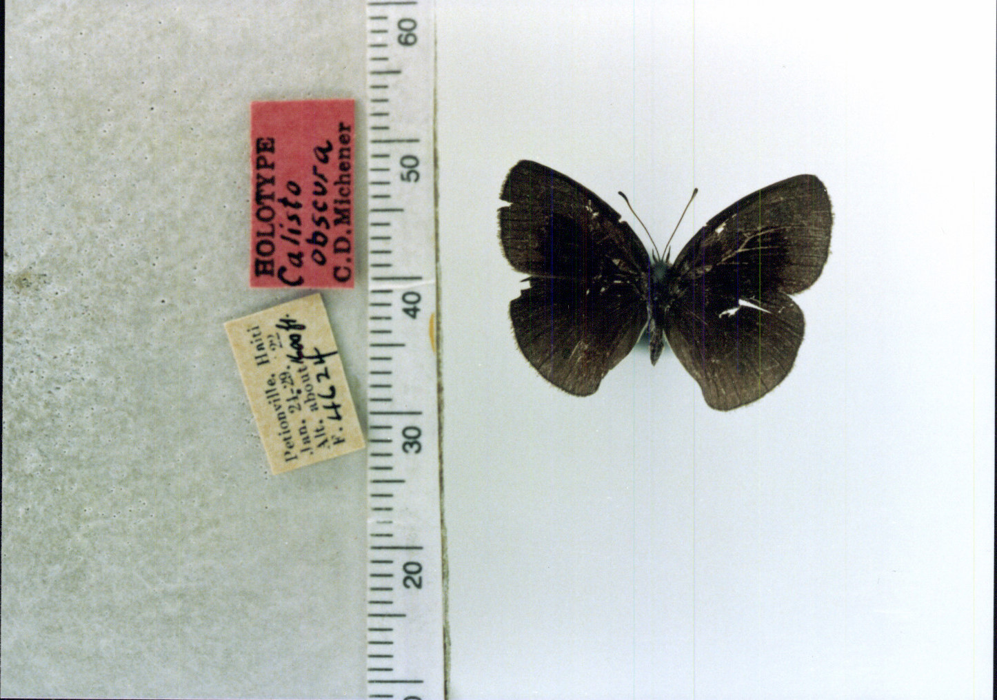 Calisto obscura (type specimens)