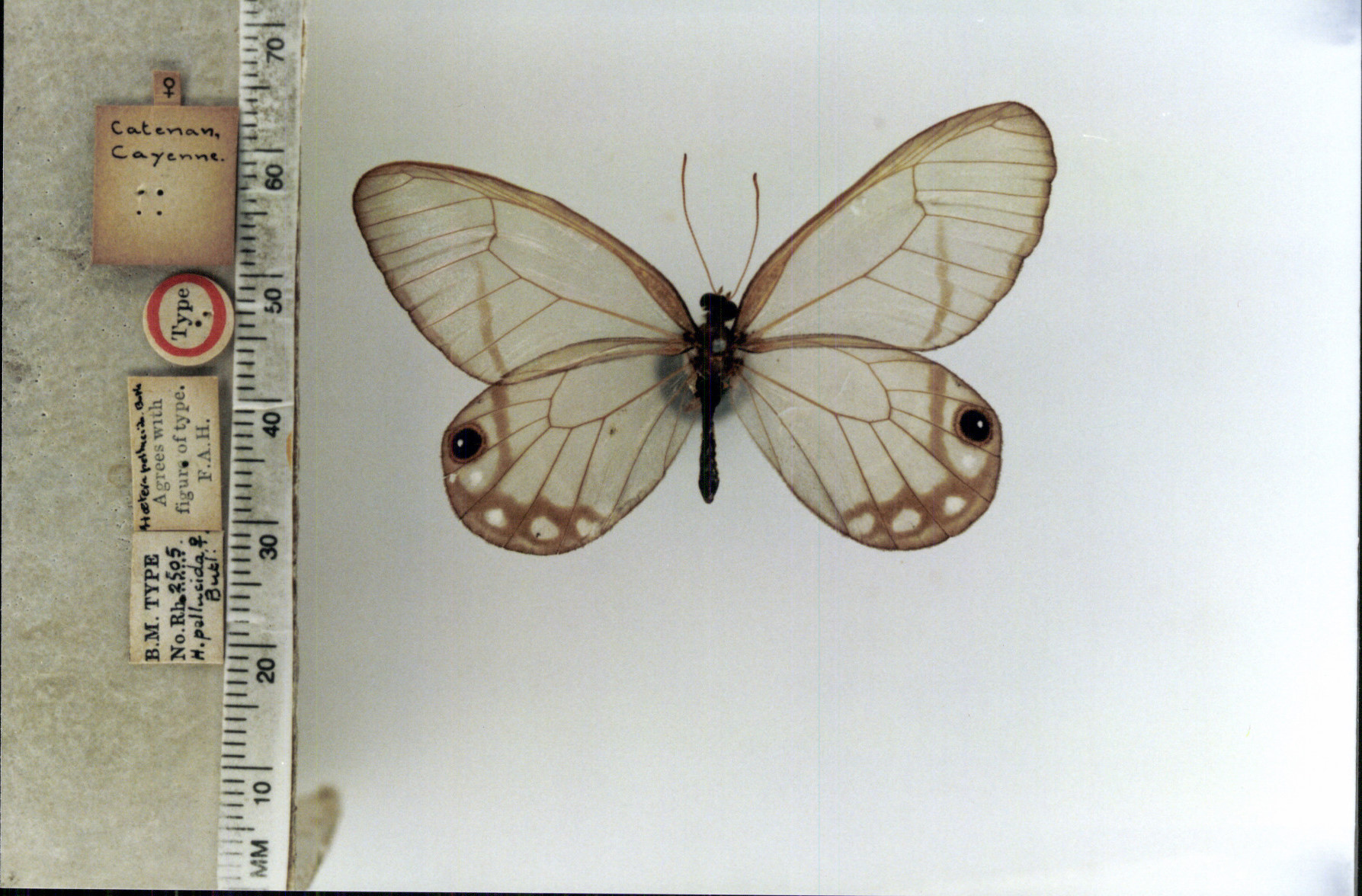 Cithaerias a. andromeda (type specimens)