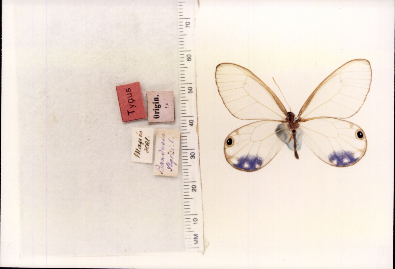 Cithaerias andromeda bandusia (type specimens)